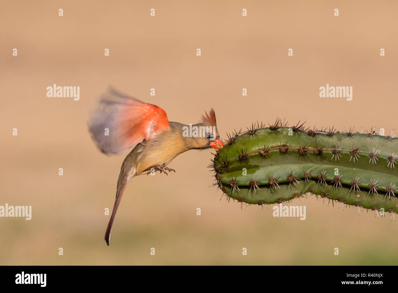 Northern Cardinal (Cardinalis Cardinalis) female on peanut butter ...