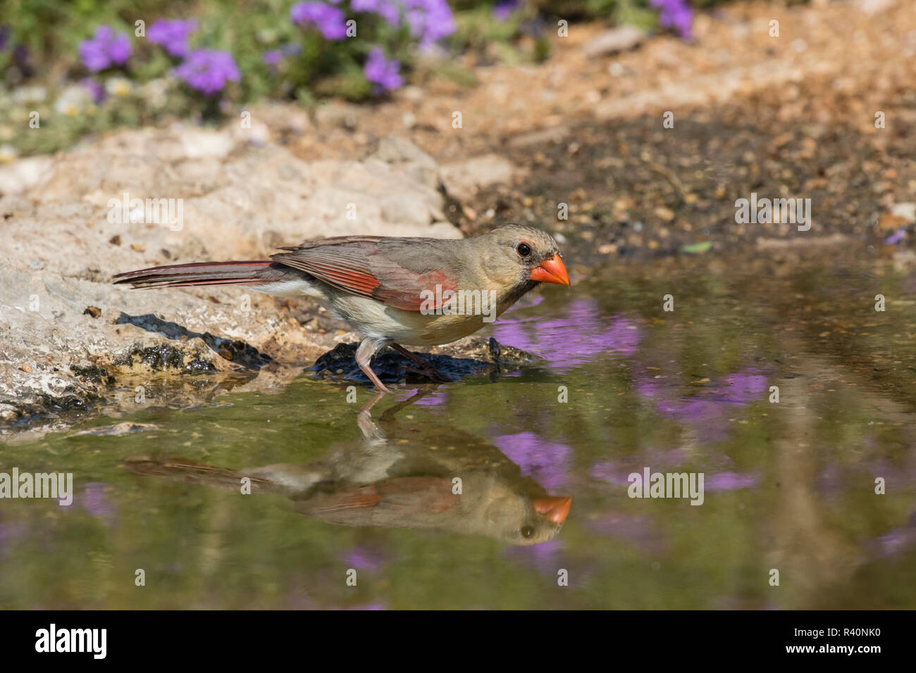Female cardinal texas hi-res stock photography and images - Alamy