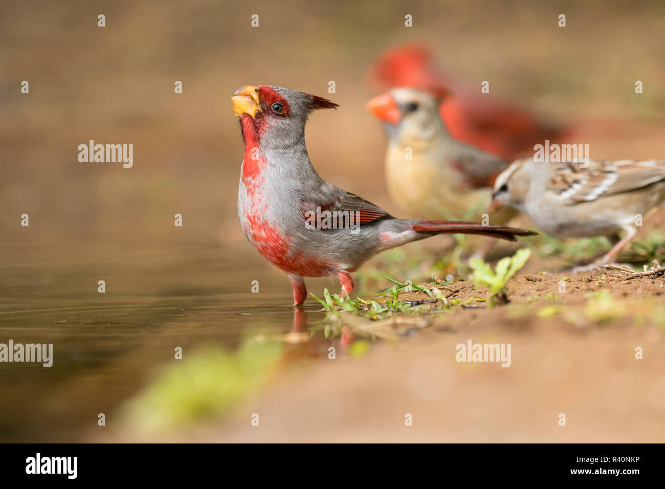 Juvenile cardinal hi-res stock photography and images - Alamy