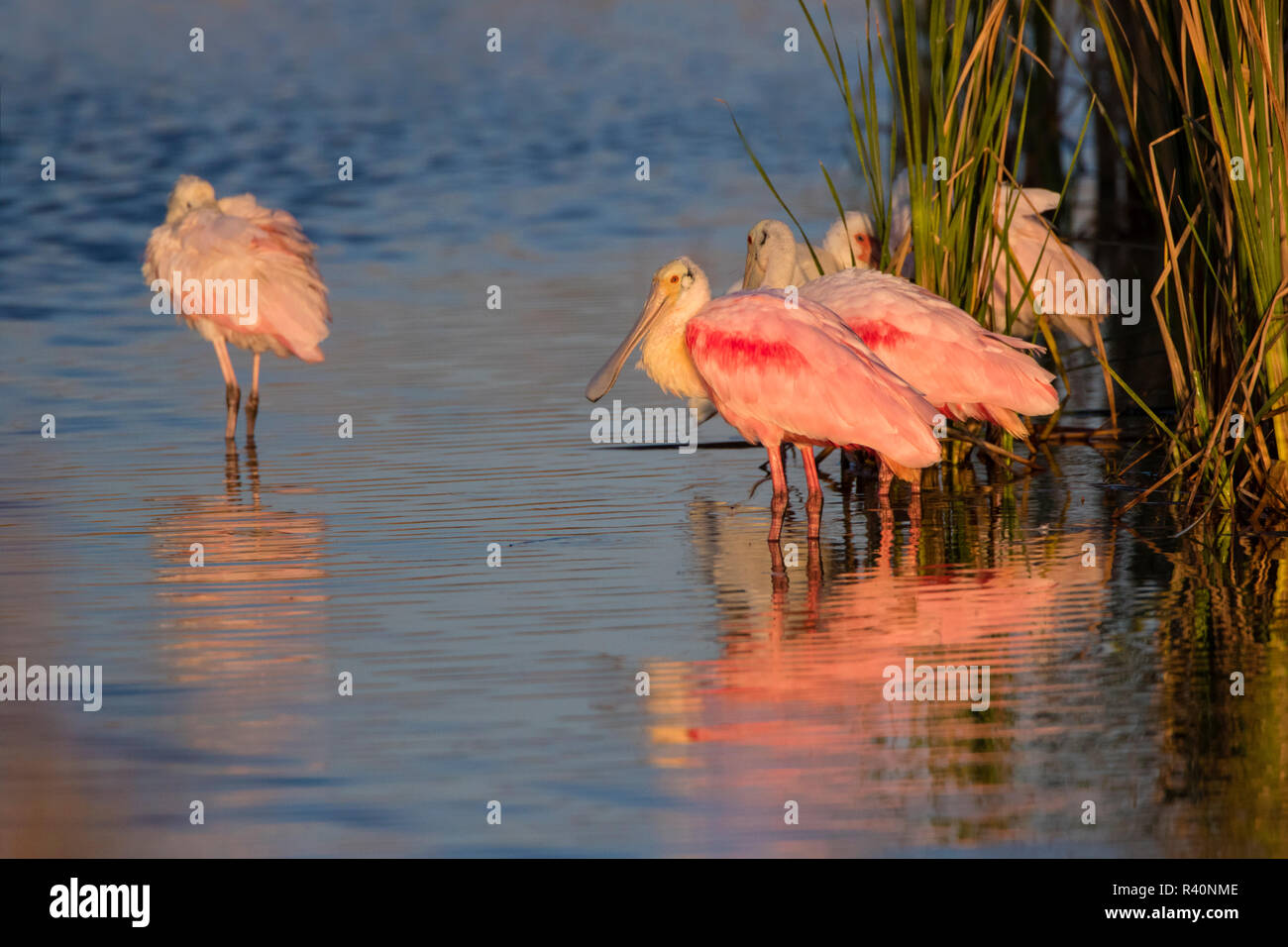 Roseate Spoonbill (Ajaia ajaja) wading in marsh Stock Photo - Alamy