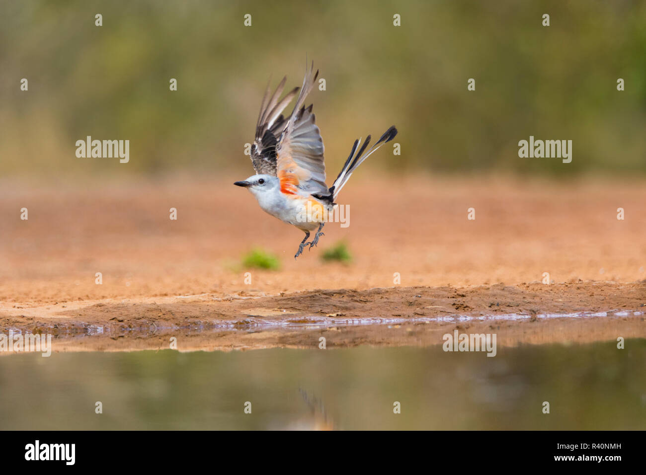 Adult male flying hi-res stock photography and images - Alamy