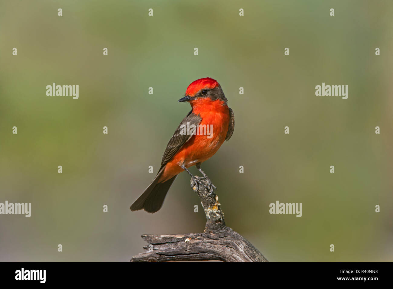 Pyrocephalus rubinus hi-res stock photography and images - Alamy