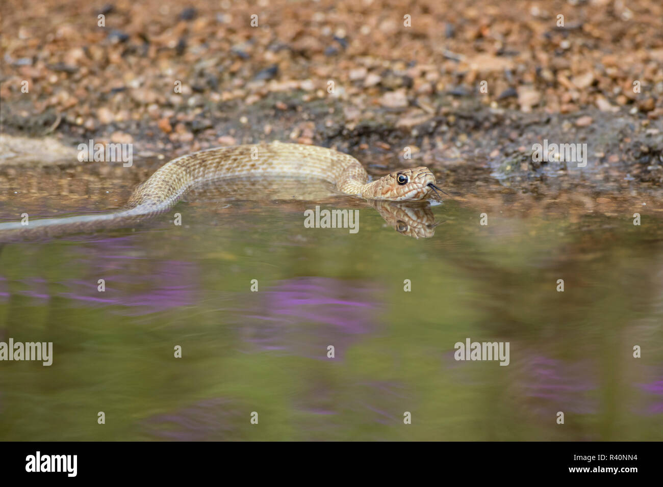 Western Coachwhip (Masticophis flagellum) swimming in pond Stock Photo ...