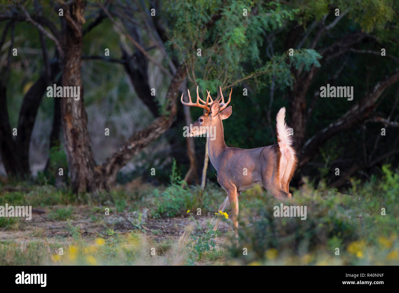 White-tailed Deer (Odocoileus Virginianus) buck with cactus spines in ...