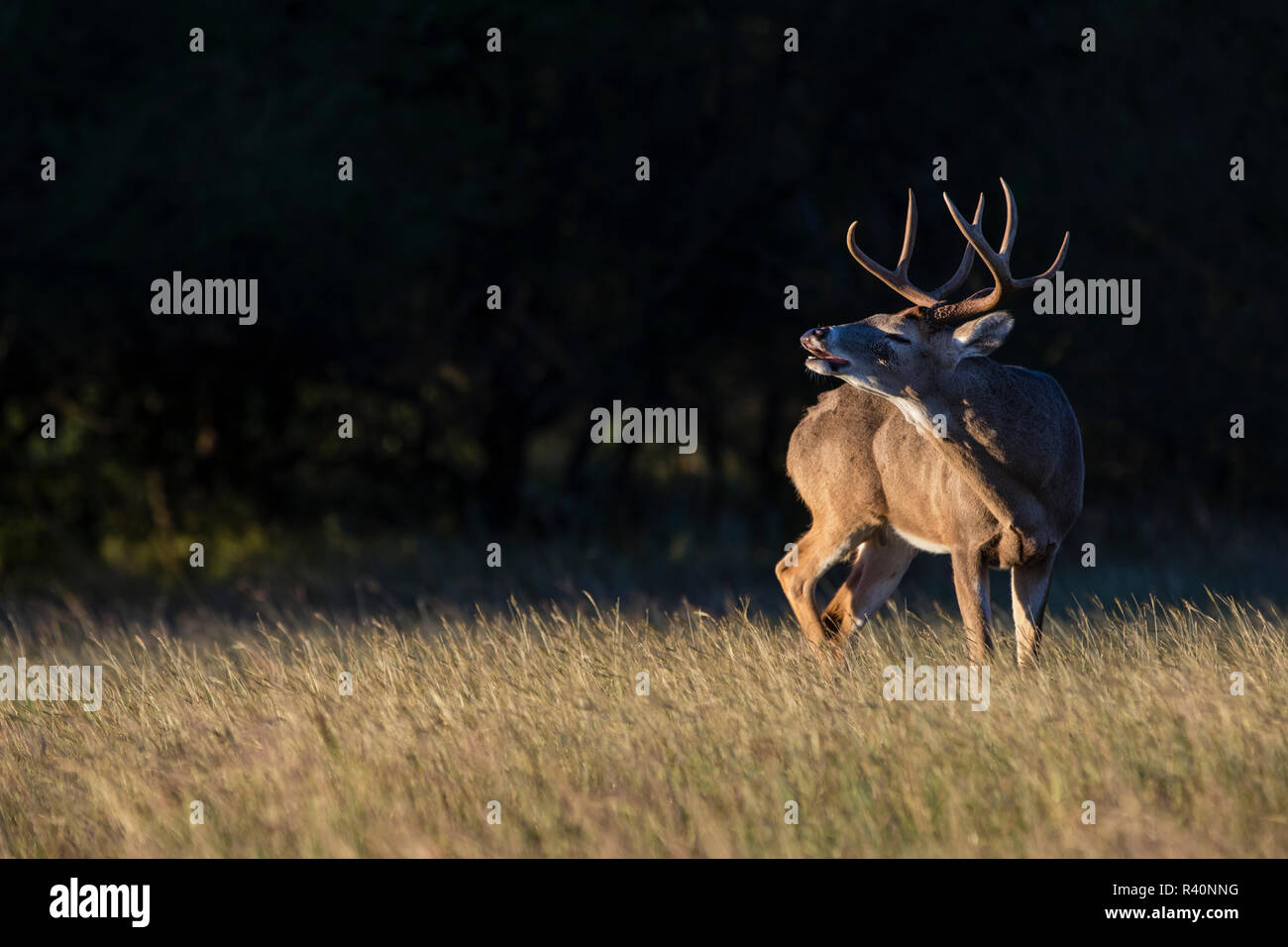 White-tailed Deer (Odocoileus Virginianus) buck scenting doe in estrus ...