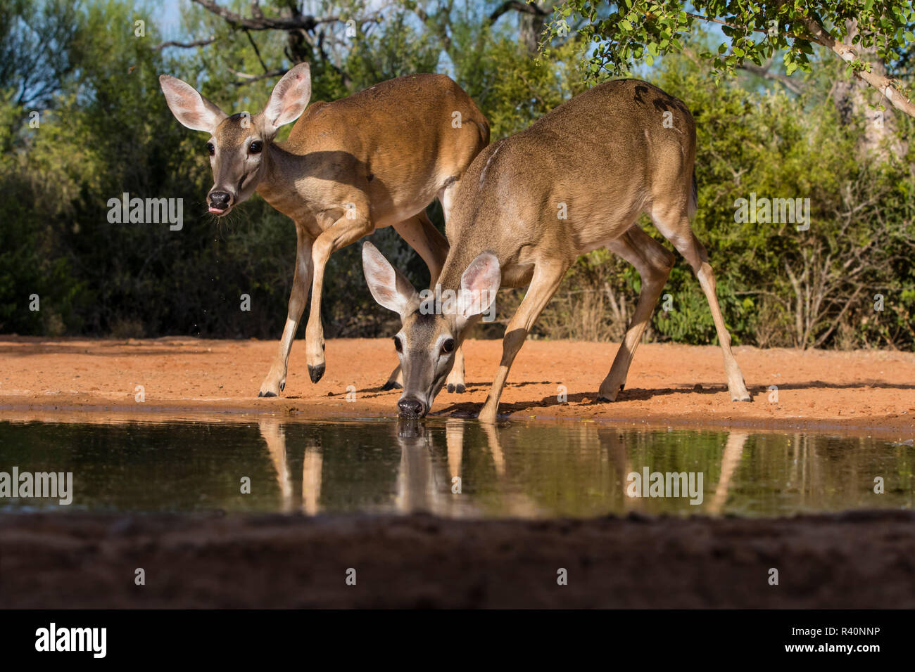 White tailed deer yearling hi-res stock photography and images - Alamy