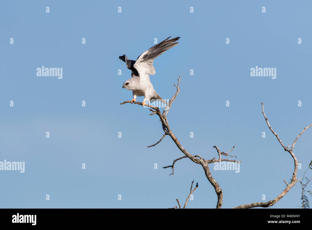 White-tailed Kite (Elanus Leucurus) landing Stock Photo - Alamy