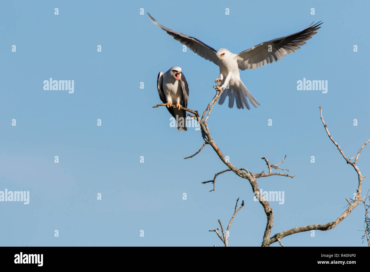 White-tailed Kite (Elanus Leucurus) pair landing Stock Photo - Alamy