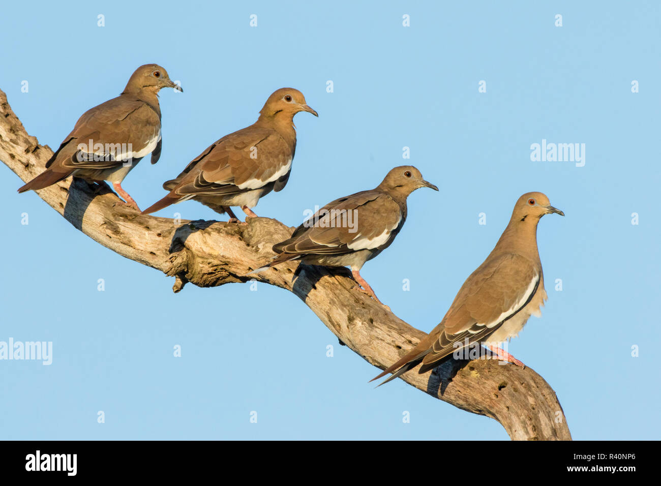 White-winged Doves (Zenaida asiatica) flocking to perch near watering pond Stock Photo - Alamy