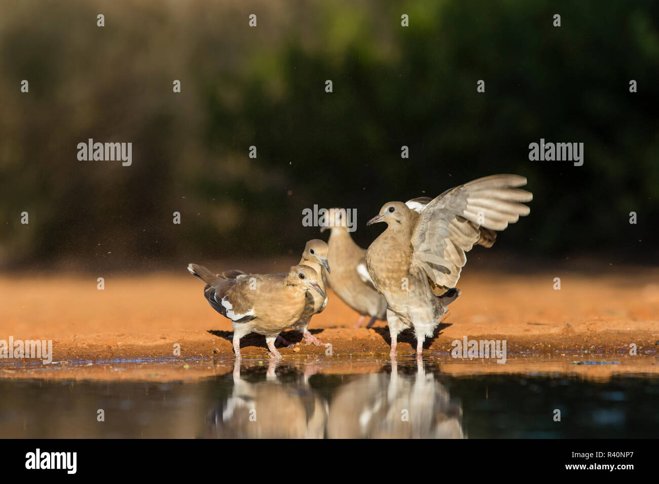 White-winged Doves (Zenaida asiatica) fledglings flocking to pond for ...