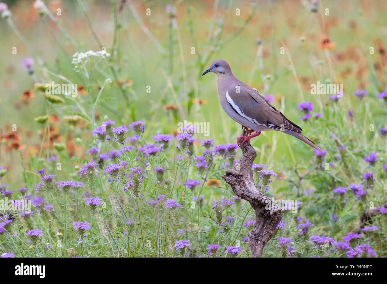White winged dove perching hi-res stock photography and images - Alamy