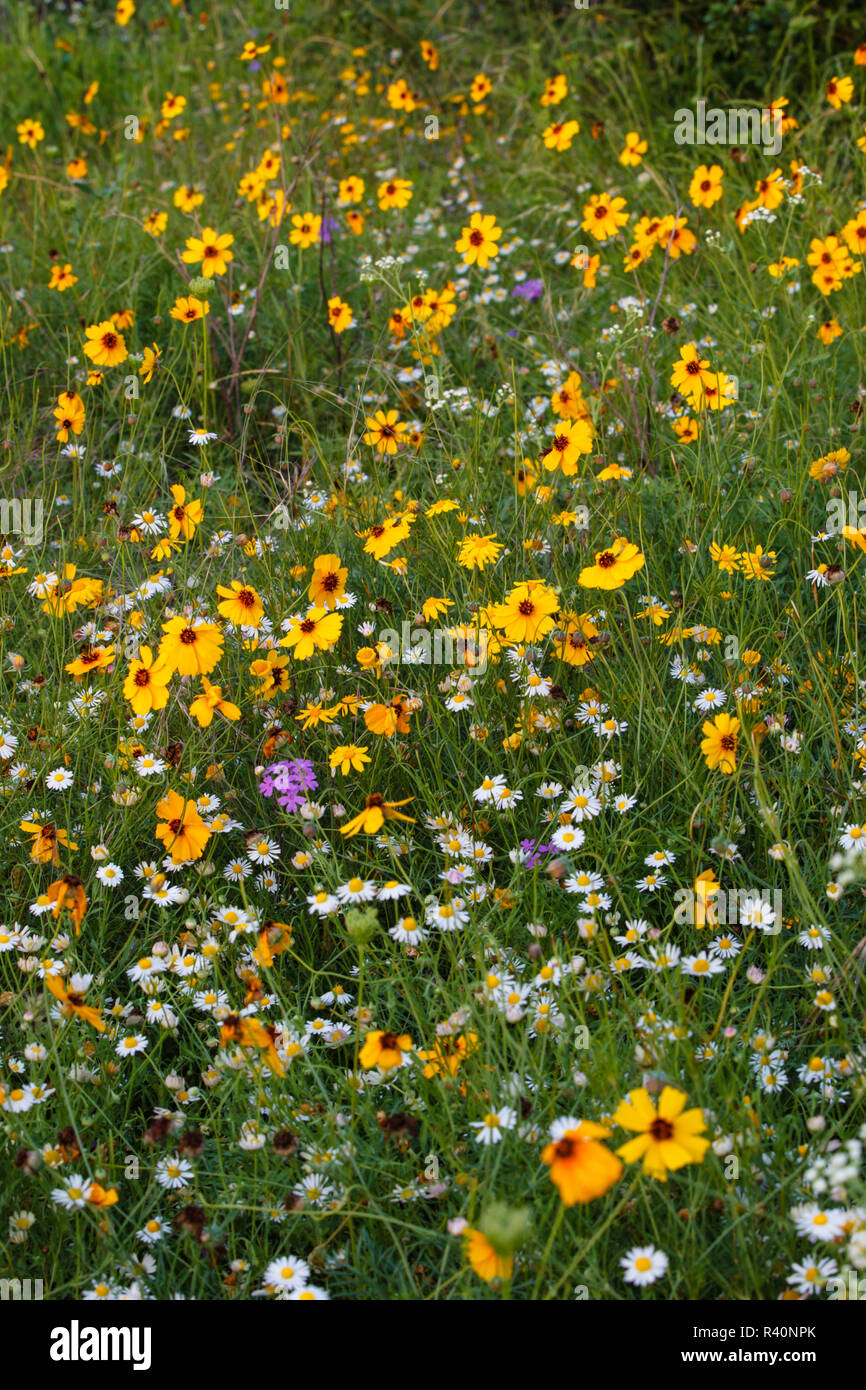 Coreopsis (Coreopsis sp.) wildflowers Stock Photo - Alamy