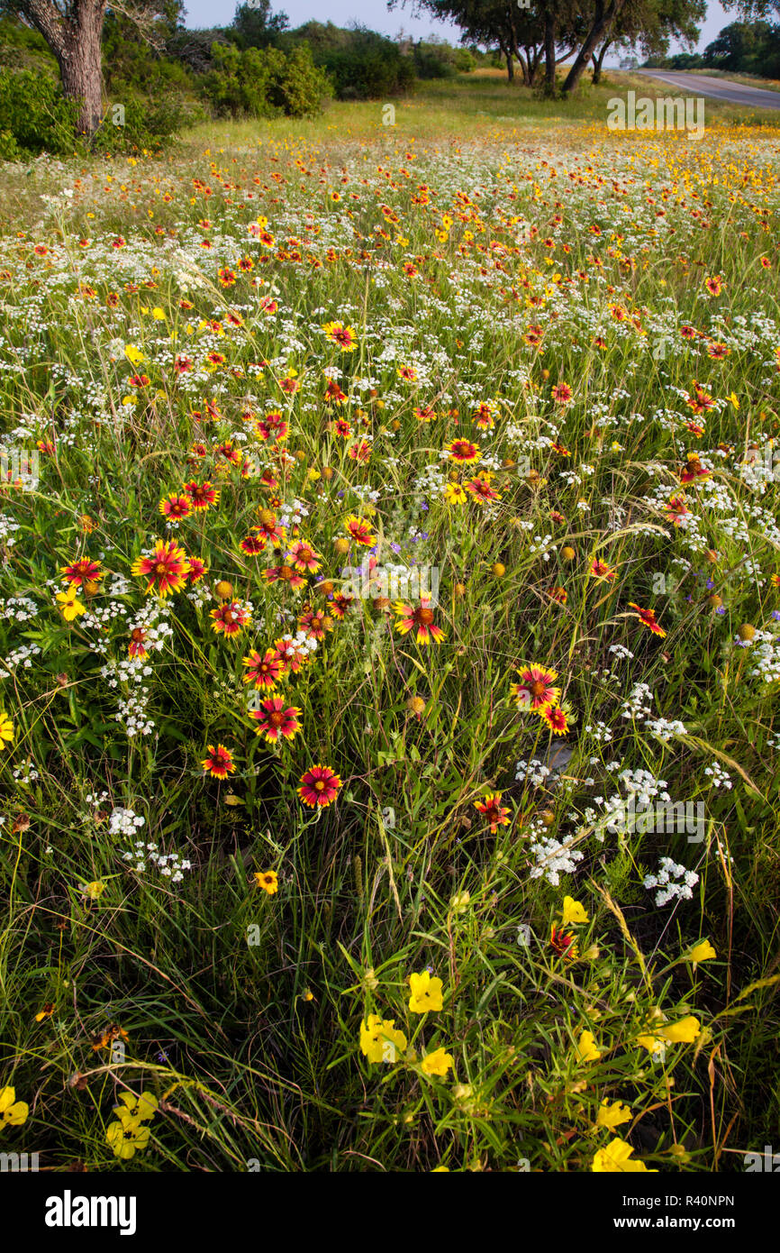 Fire wheel wildflowers hi-res stock photography and images - Alamy