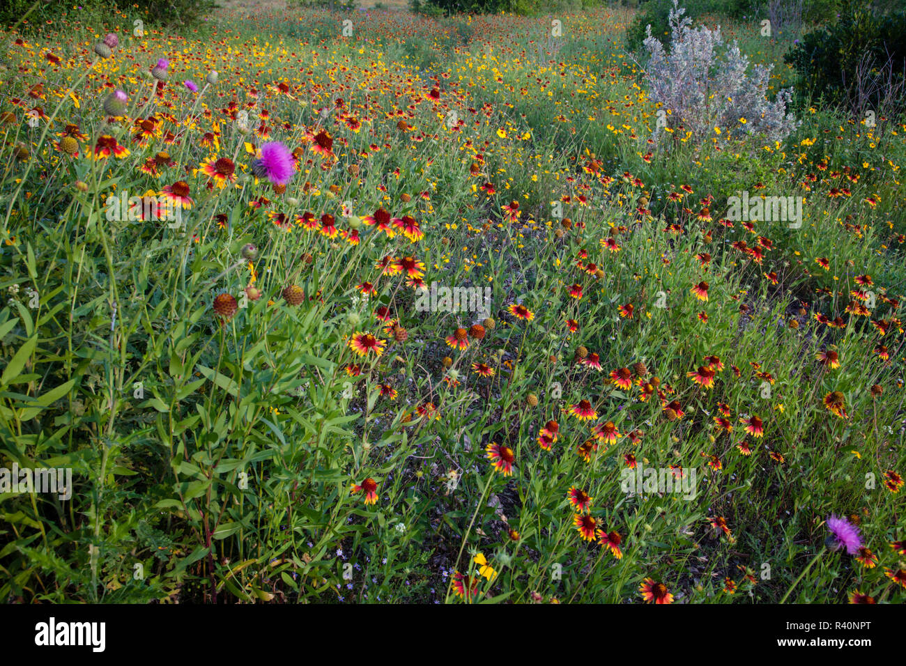 Fire Wheel (Gaillardia Pulchella) blooming in Texas Stock Photo - Alamy