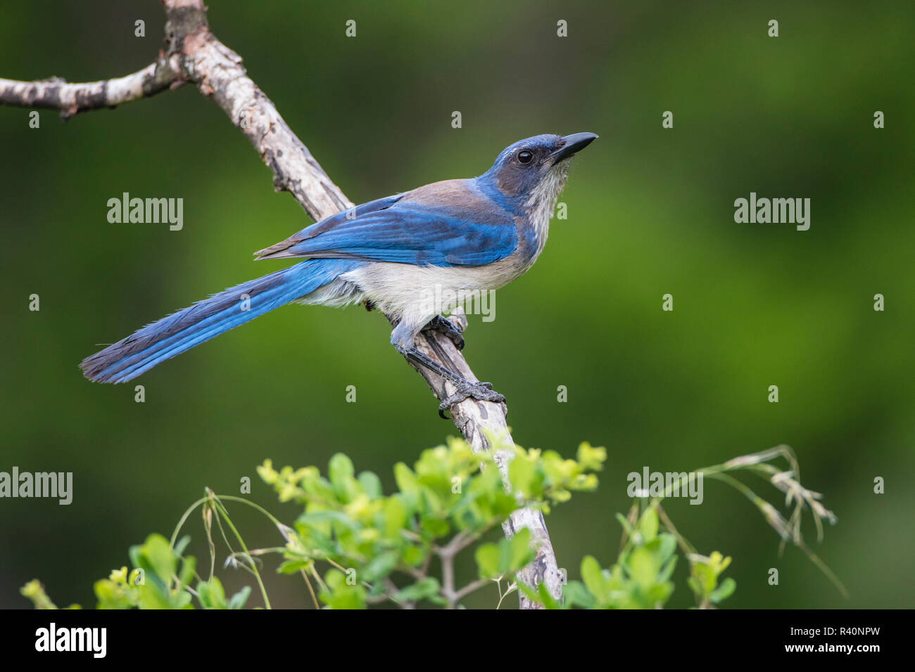 Woodlouse's Scrub Jay (Aphelocoma woodhouseii) in Texas scrub habitat ...
