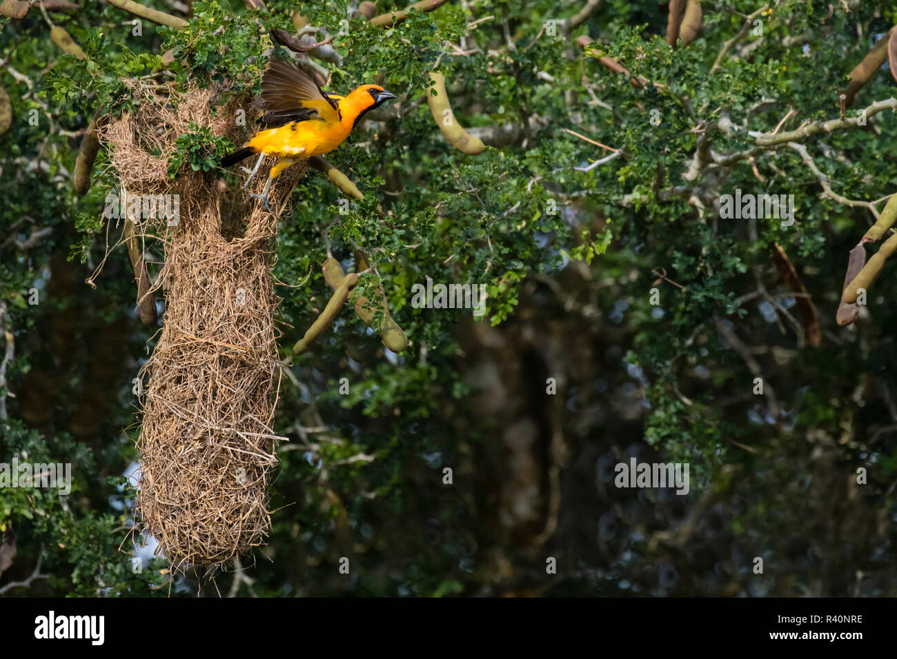 Altamira Oriole (Icterus gularis) a nest Stock Photo - Alamy