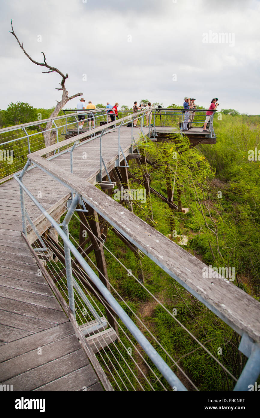 Birding from 'Hawk Tower' at Bentsen-Rio Grande State Park, Texas Stock ...