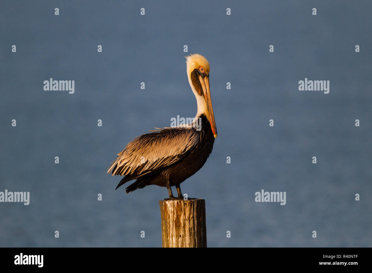 Pelican on piling hi-res stock photography and images - Alamy