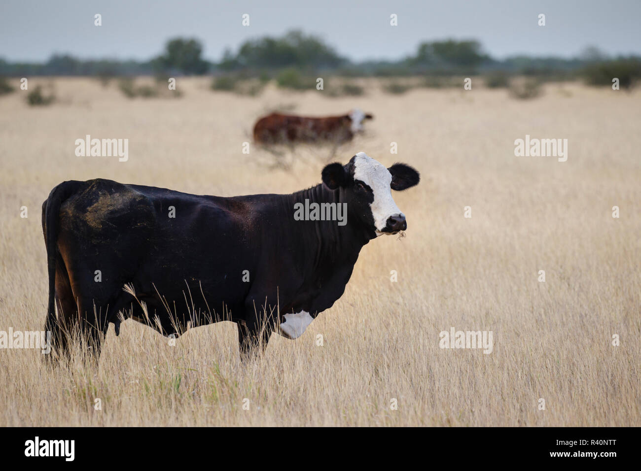 Texas cattle grazing hi-res stock photography and images - Alamy