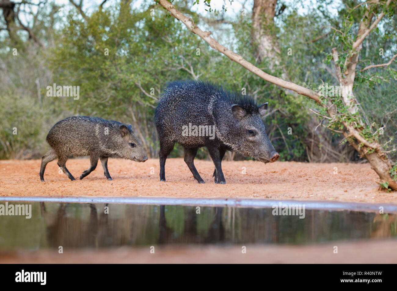 Collared Peccary and young going for a drink Stock Photo - Alamy