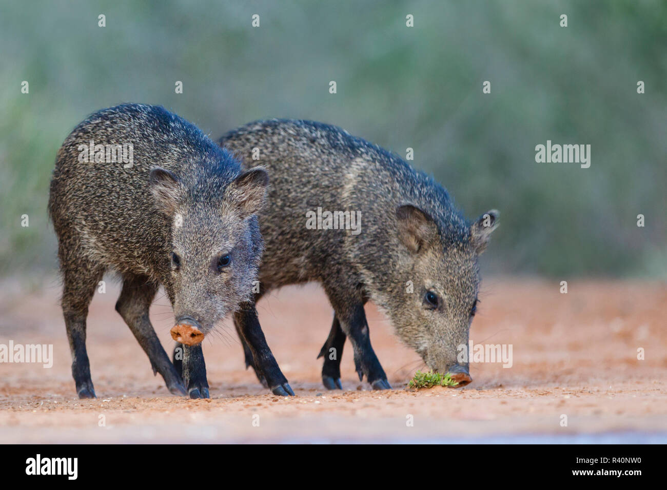 Collared peccary hi-res stock photography and images - Alamy