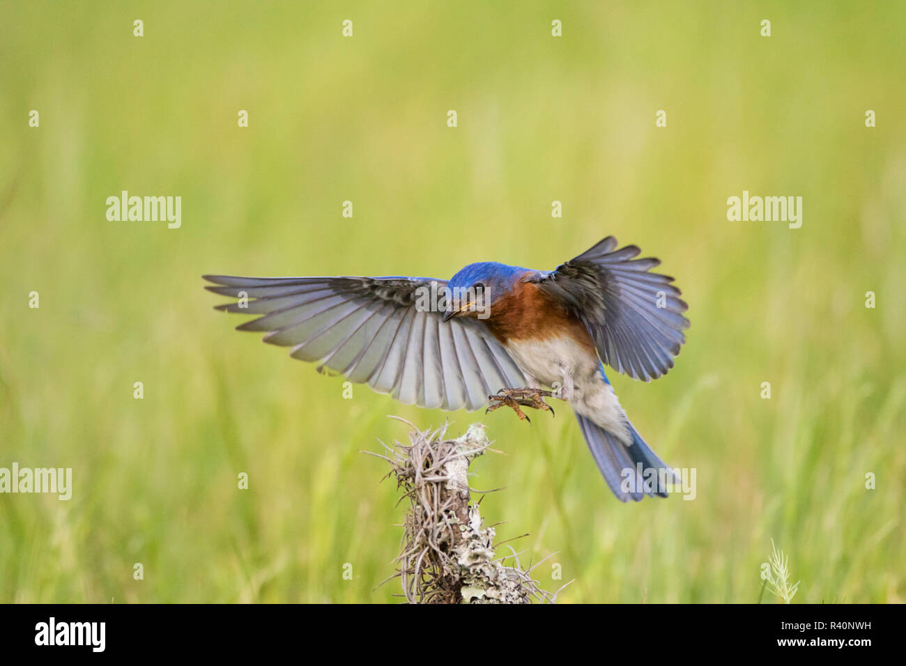 Adult bluebird hi-res stock photography and images - Alamy