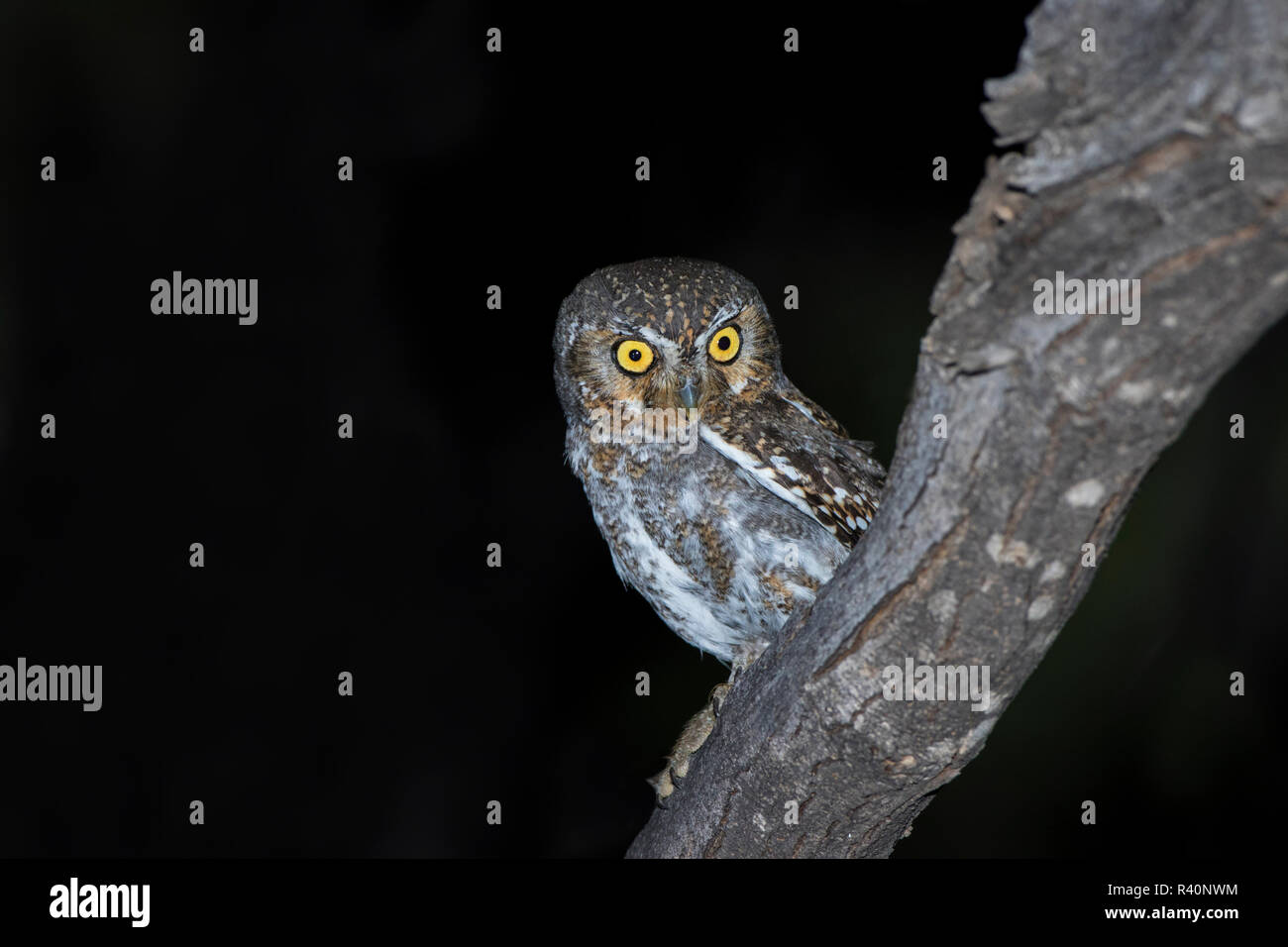 Elf owl hi-res stock photography and images - Alamy