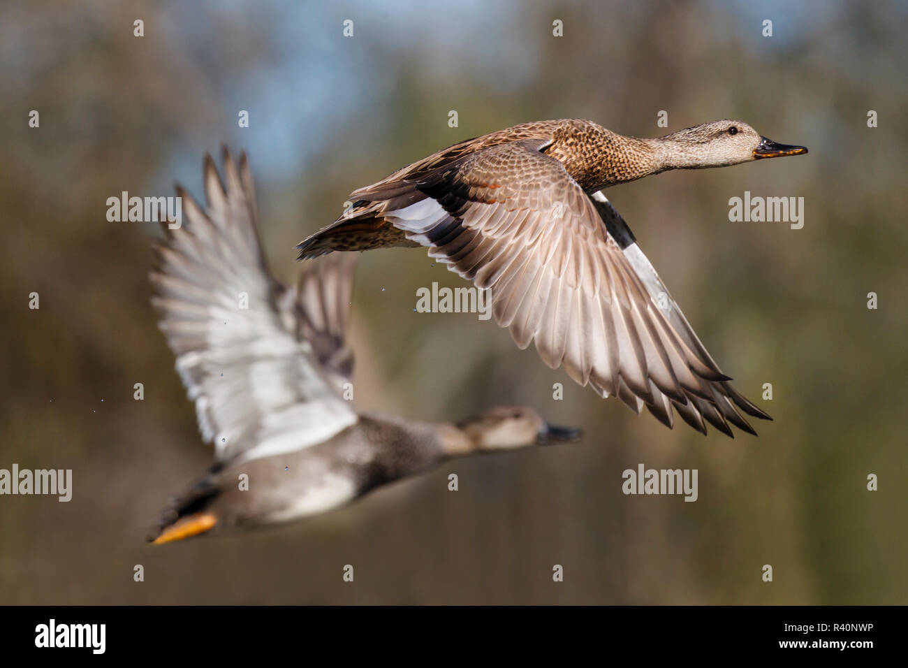 Estero llano grande state park hi-res stock photography and images - Alamy