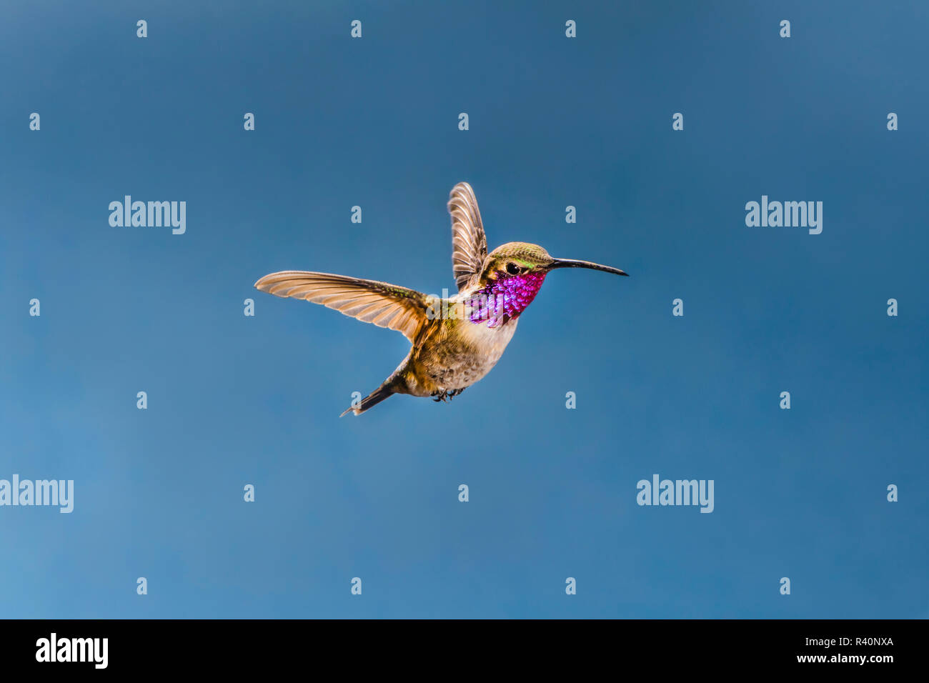 Lucifer Hummingbird (Calothorax lucifer) male flying Stock Photo - Alamy