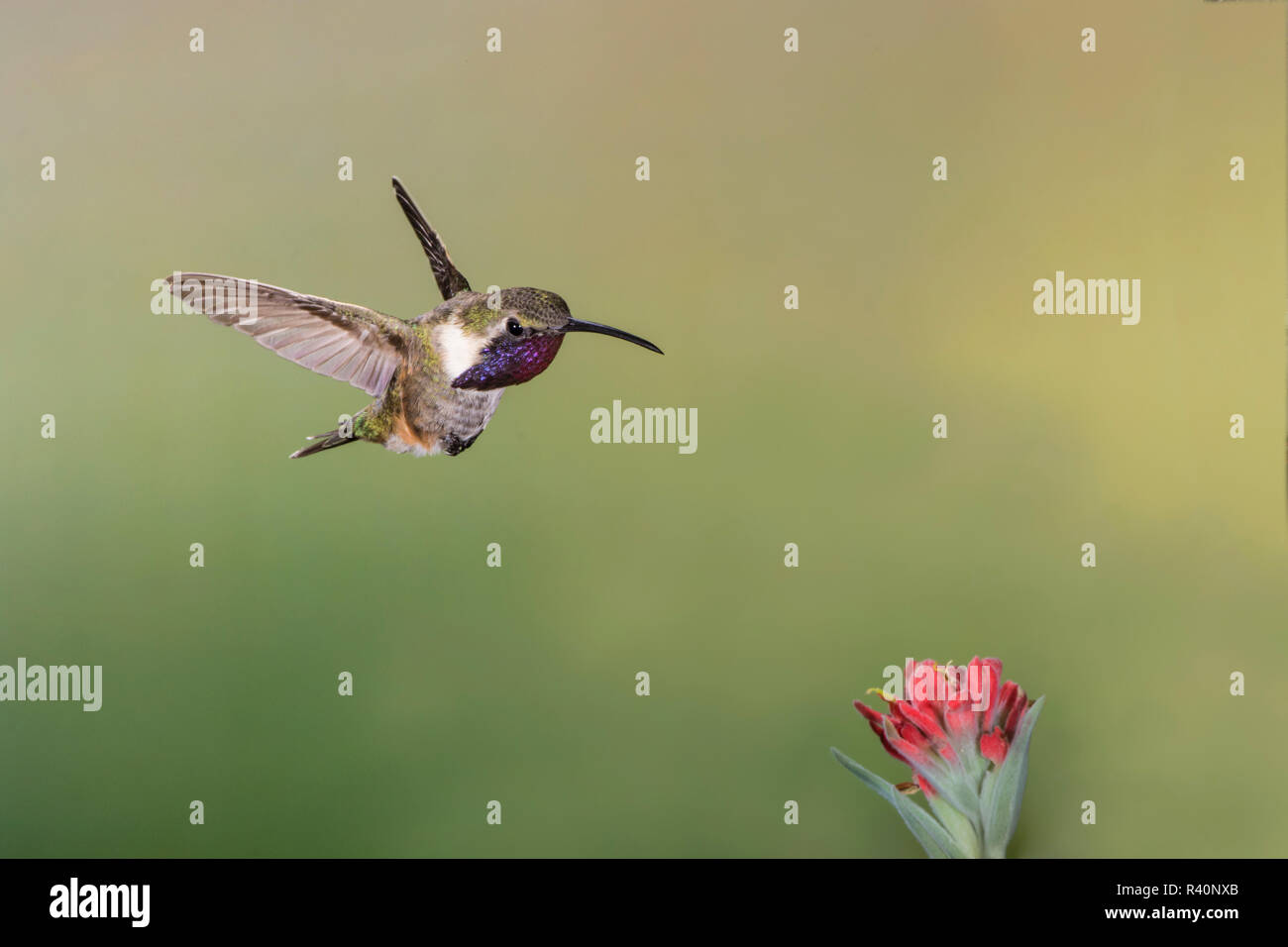 Lucifer Hummingbird (Calothorax lucifer) male flying Stock Photo - Alamy