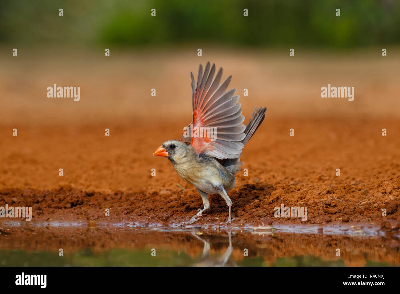 Northern Cardinal female flying from pond Stock Photo - Alamy
