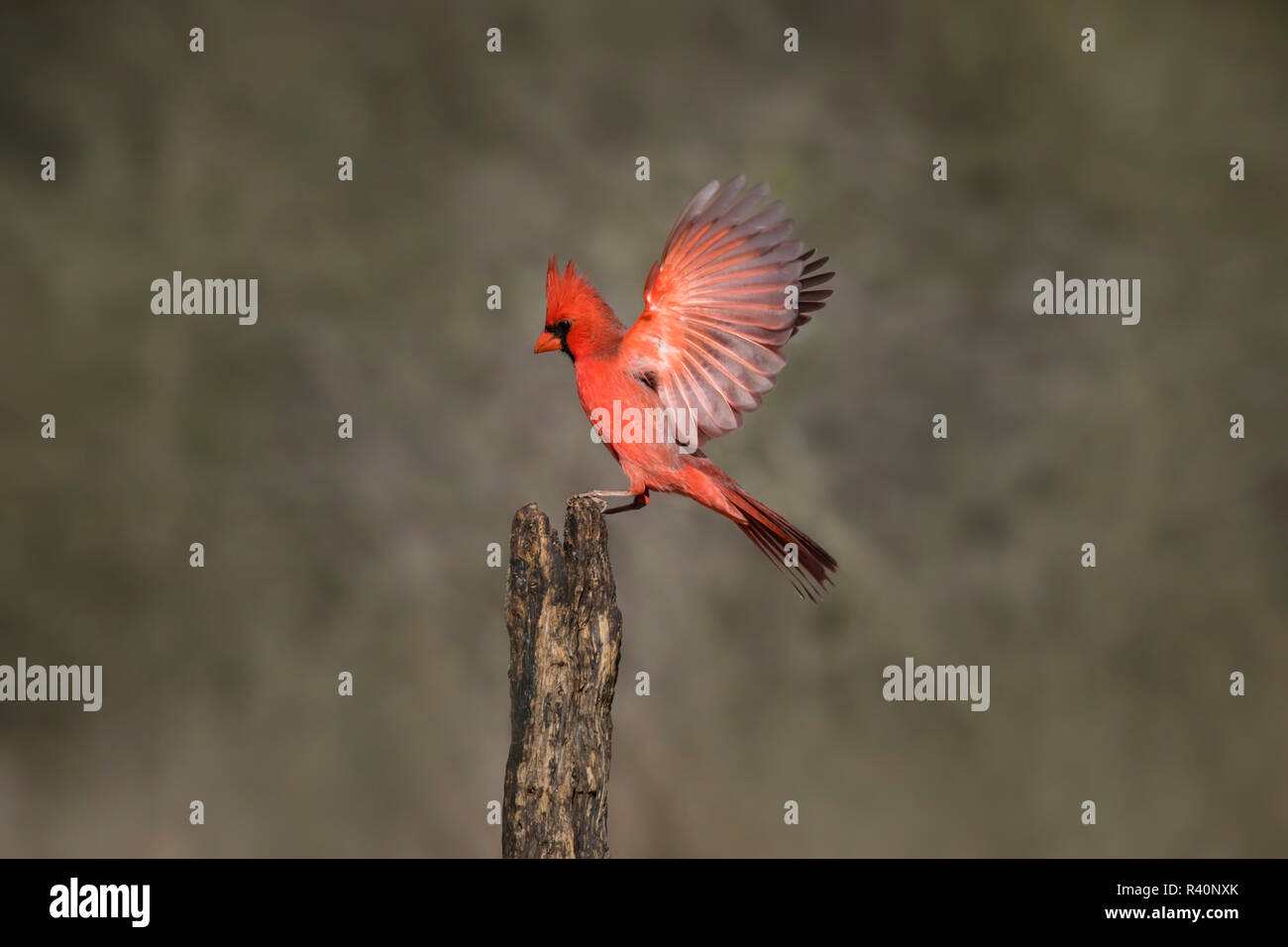 Northern Cardinal (Cardinalis cardinalis) male landing on dead stump ...