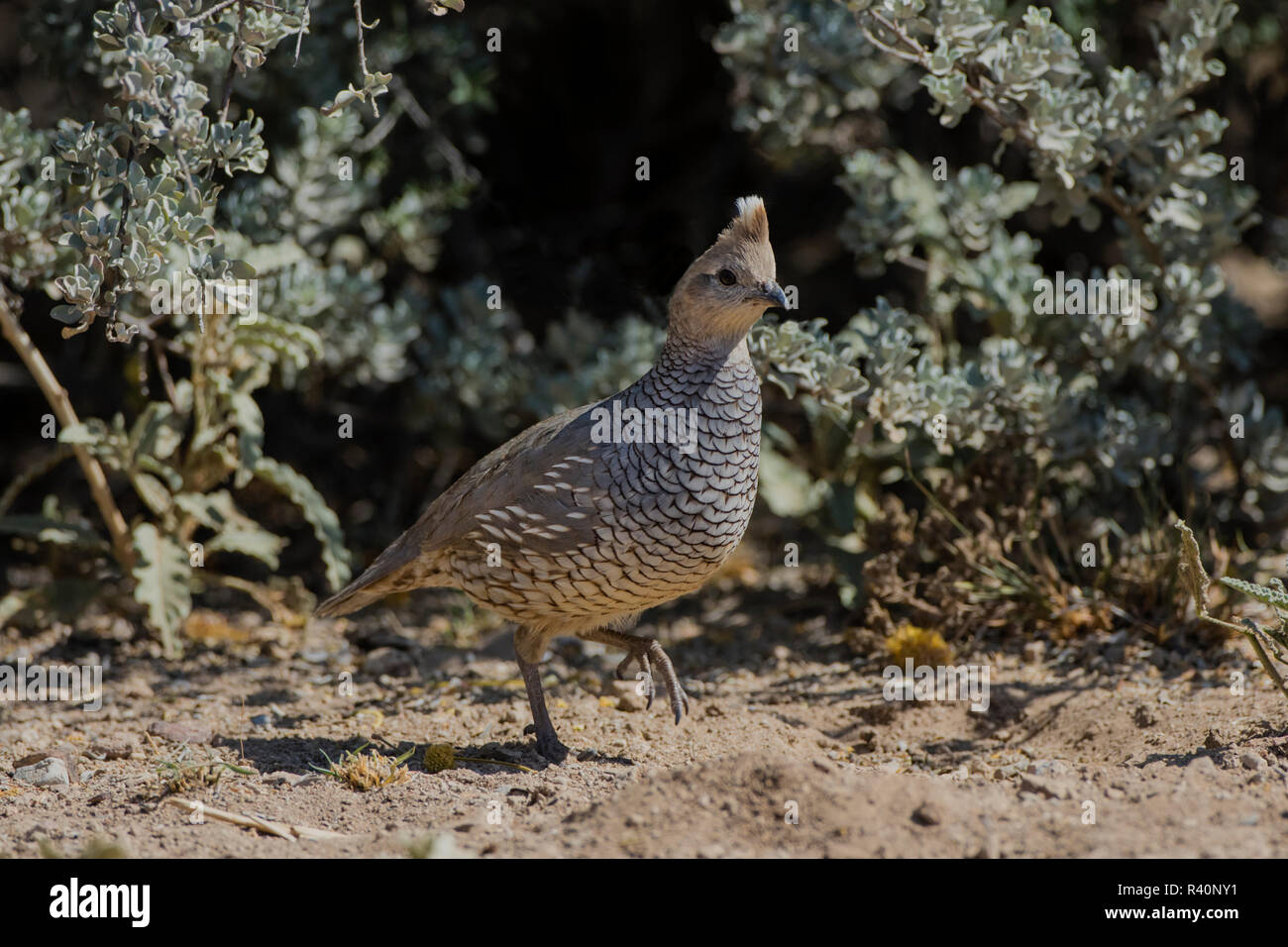 Blue scaled quail bird hi-res stock photography and images - Alamy