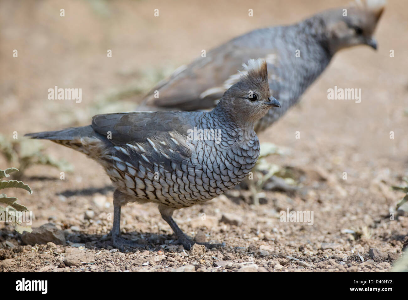 Scaled Quail (Callipepla squamata) feeding Stock Photo - Alamy