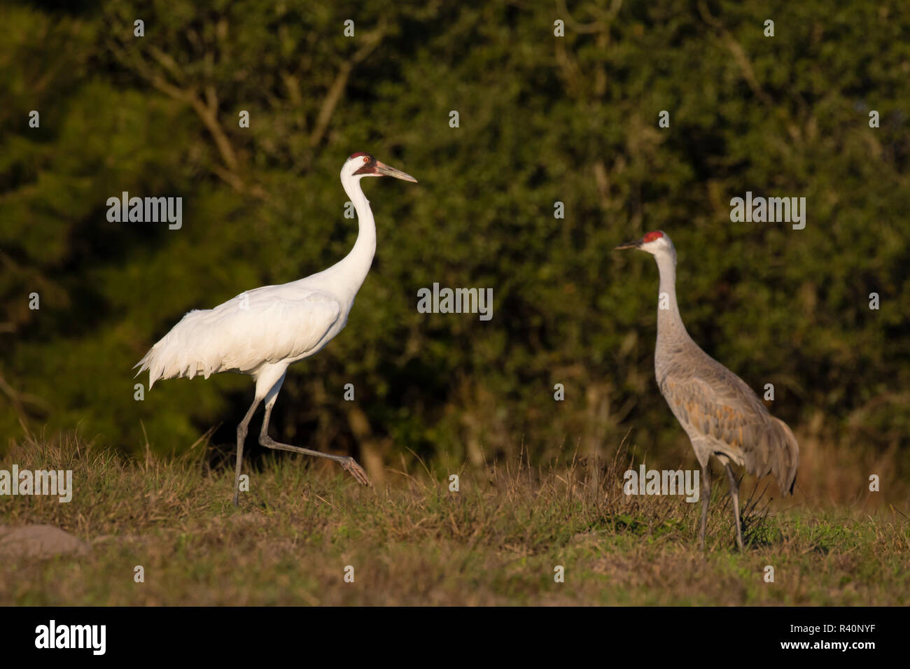 Whooping Crane Eating