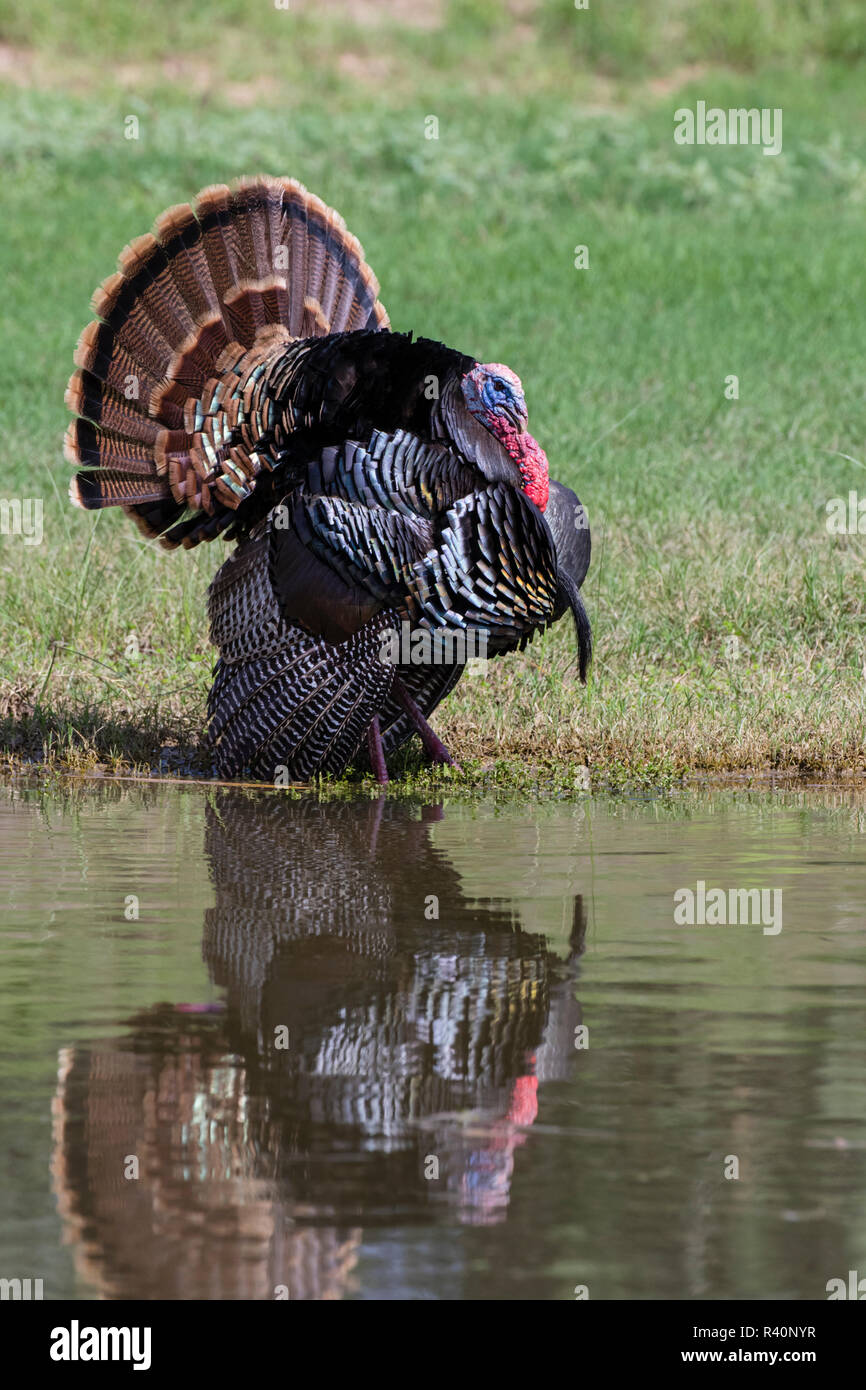 Wild turkey behavior hi-res stock photography and images - Alamy