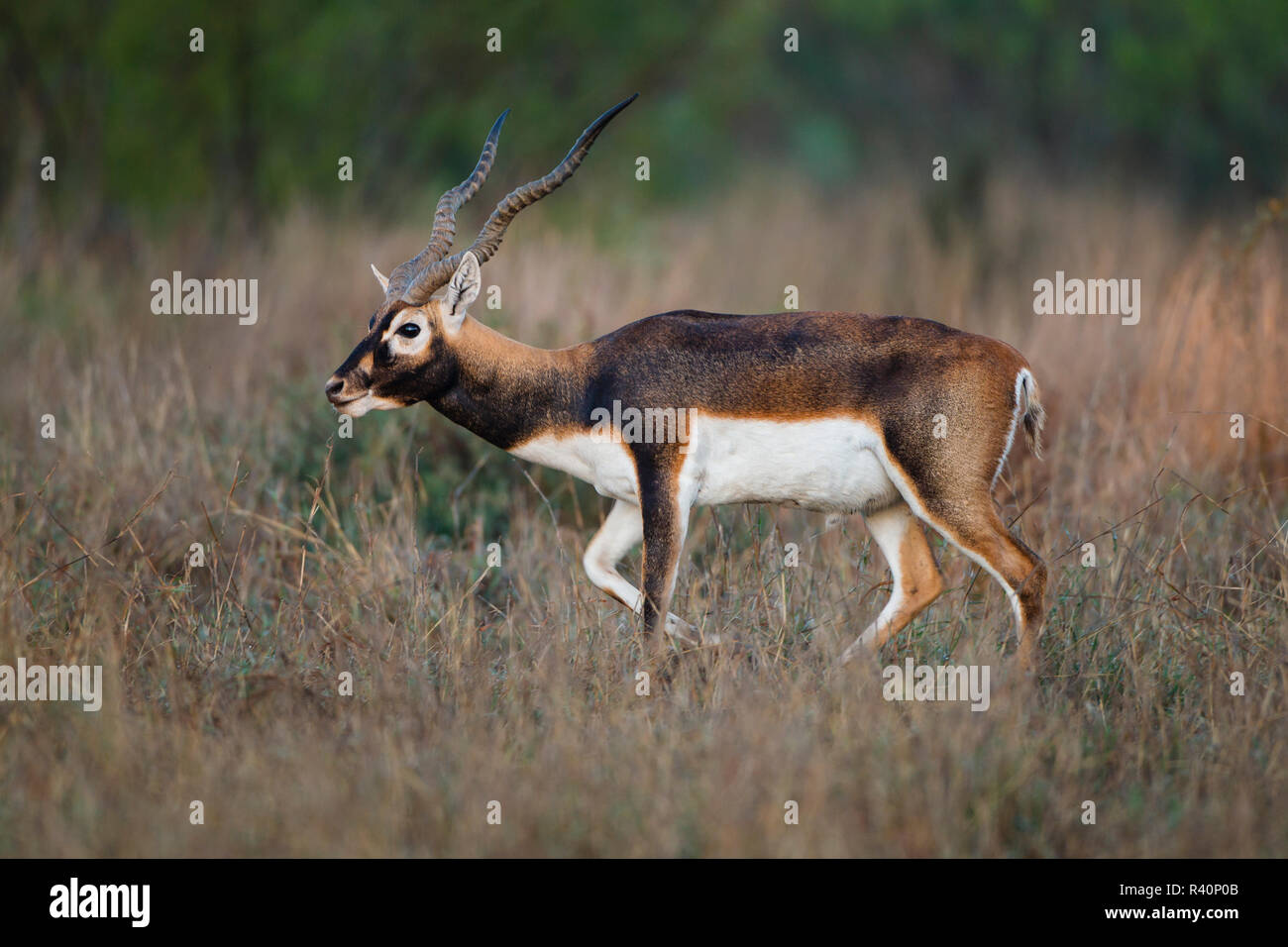 Blackbuck (Antelope cervicapra) exotic animal in Texas habitat Stock ...