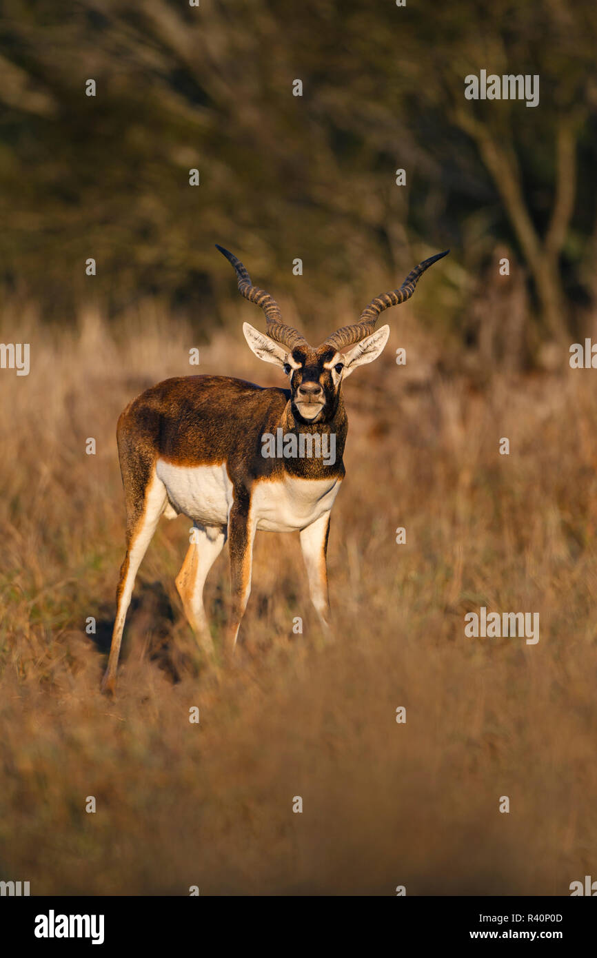 Blackbuck (Antelope cervicapra) exotic animal in Texas habitat Stock ...