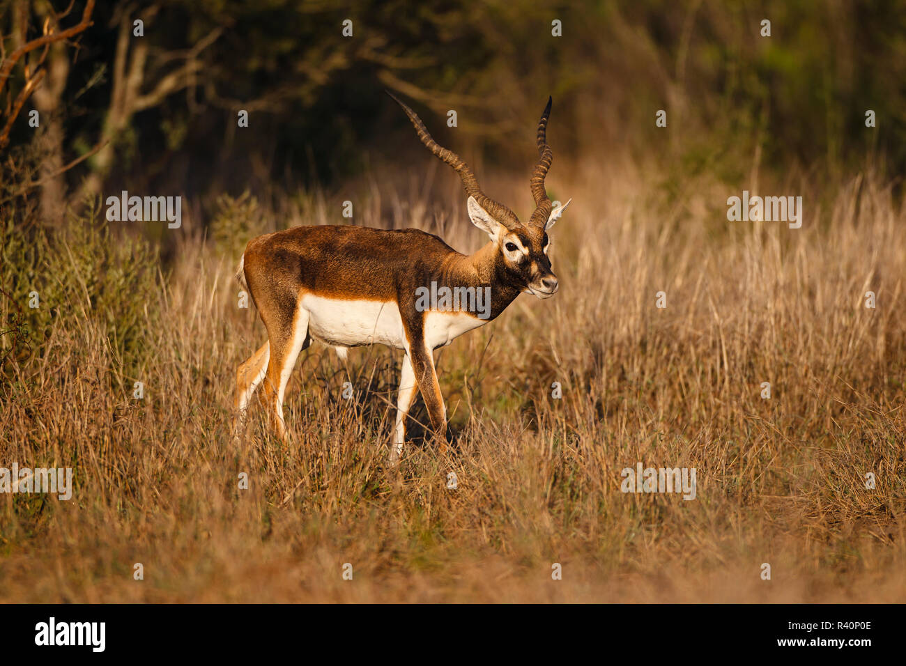 Blackbuck (Antelope cervicapra) exotic animal in Texas habitat Stock ...