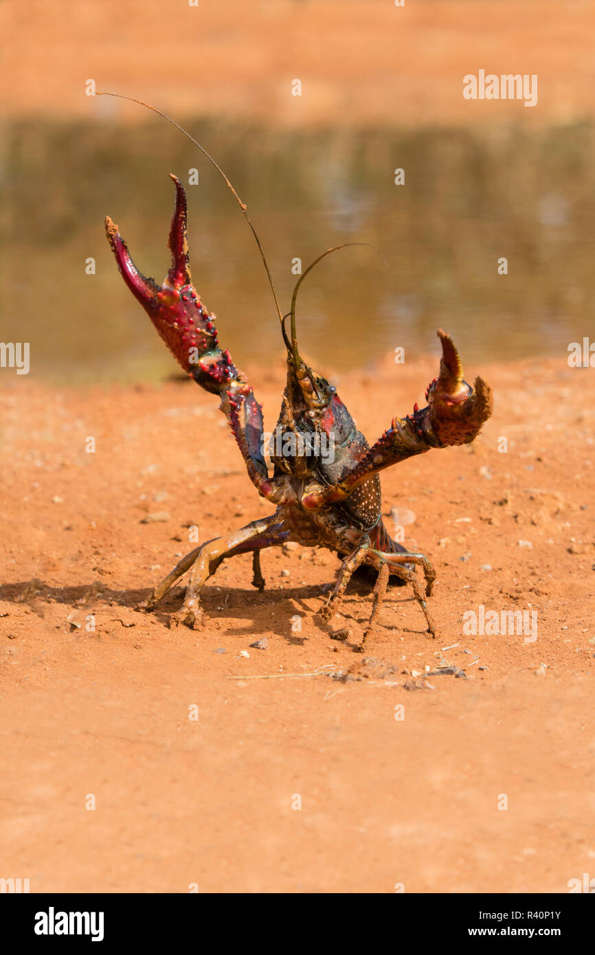 Defensive crayfish hi-res stock photography and images - Alamy