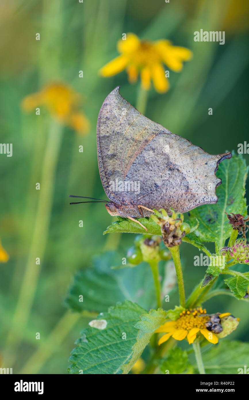 Goatweed Leafwing (Anaea andria), butterfly feeding in flower garden ...
