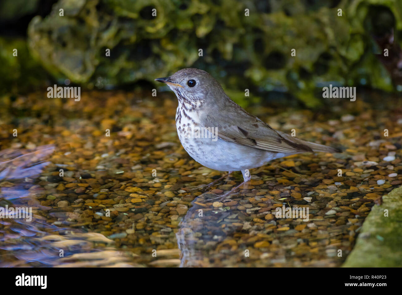 Gray cheeked thrush catharus minimus hi-res stock photography and ...