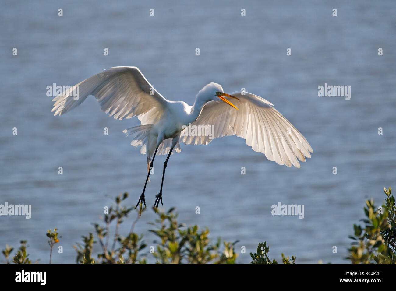 Ardea alba mangrove hi-res stock photography and images - Alamy