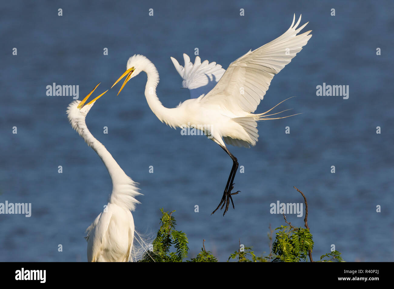 Great Egret landing at nest Stock Photo - Alamy
