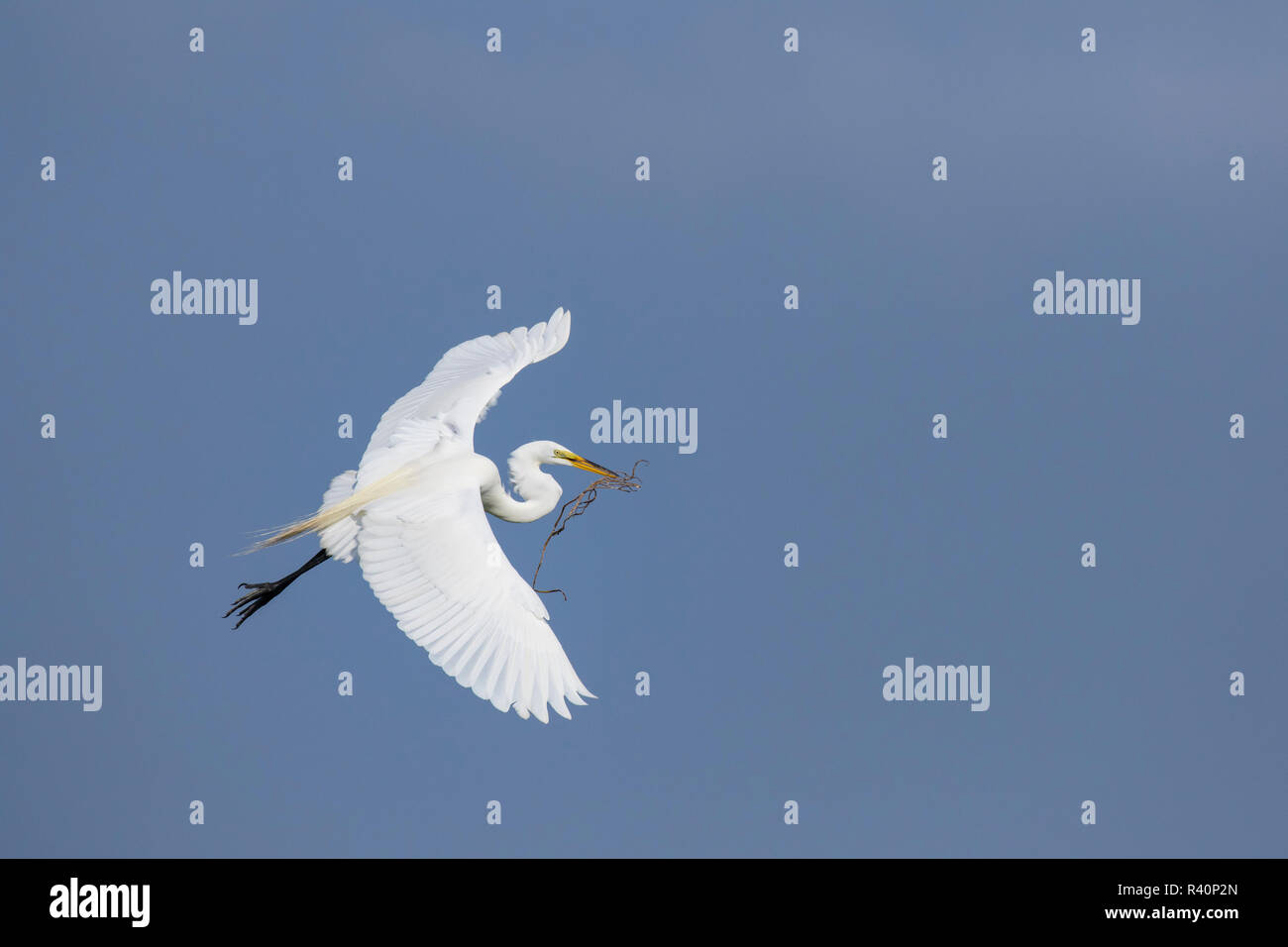 Great Egret landing Stock Photo - Alamy