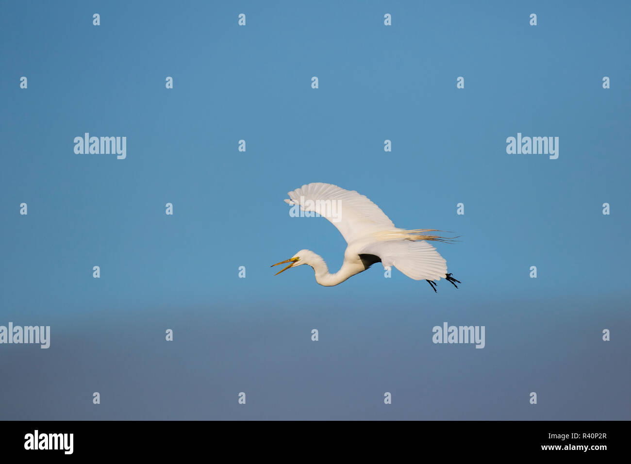 Great Egret landing Stock Photo - Alamy