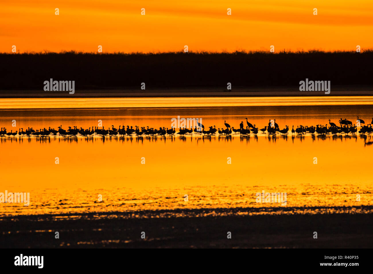 Snow Geese and Sandhill Cranes at the roost Stock Photo - Alamy