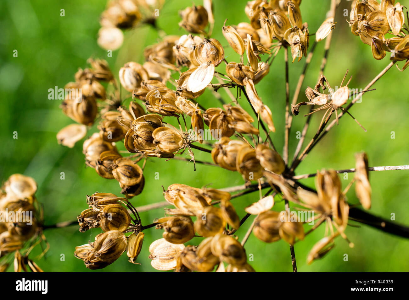 Giant hogweed seeds hi-res stock photography and images - Alamy