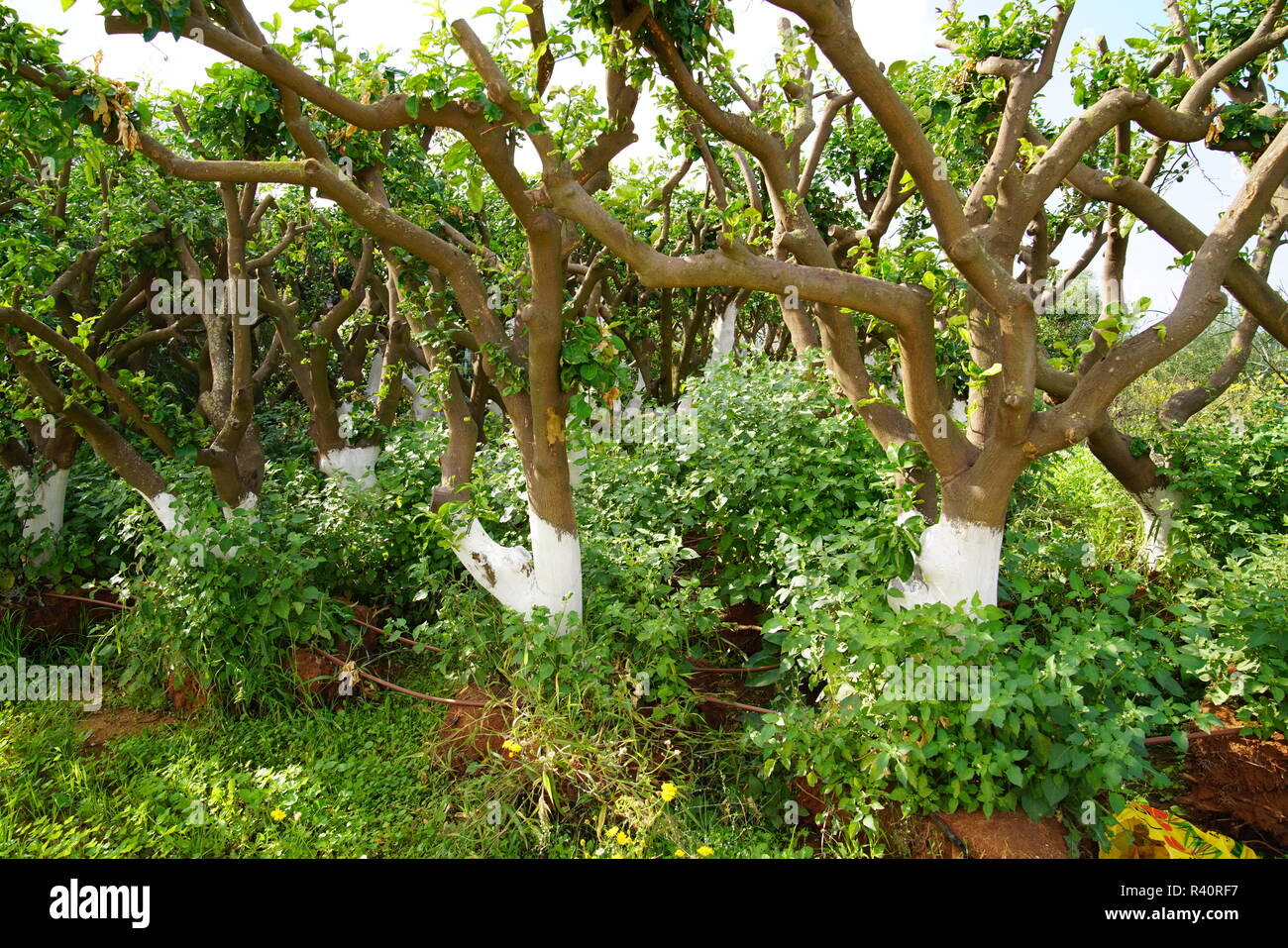 my beloved surroundings in the North of Raanana Stock Photo - Alamy
