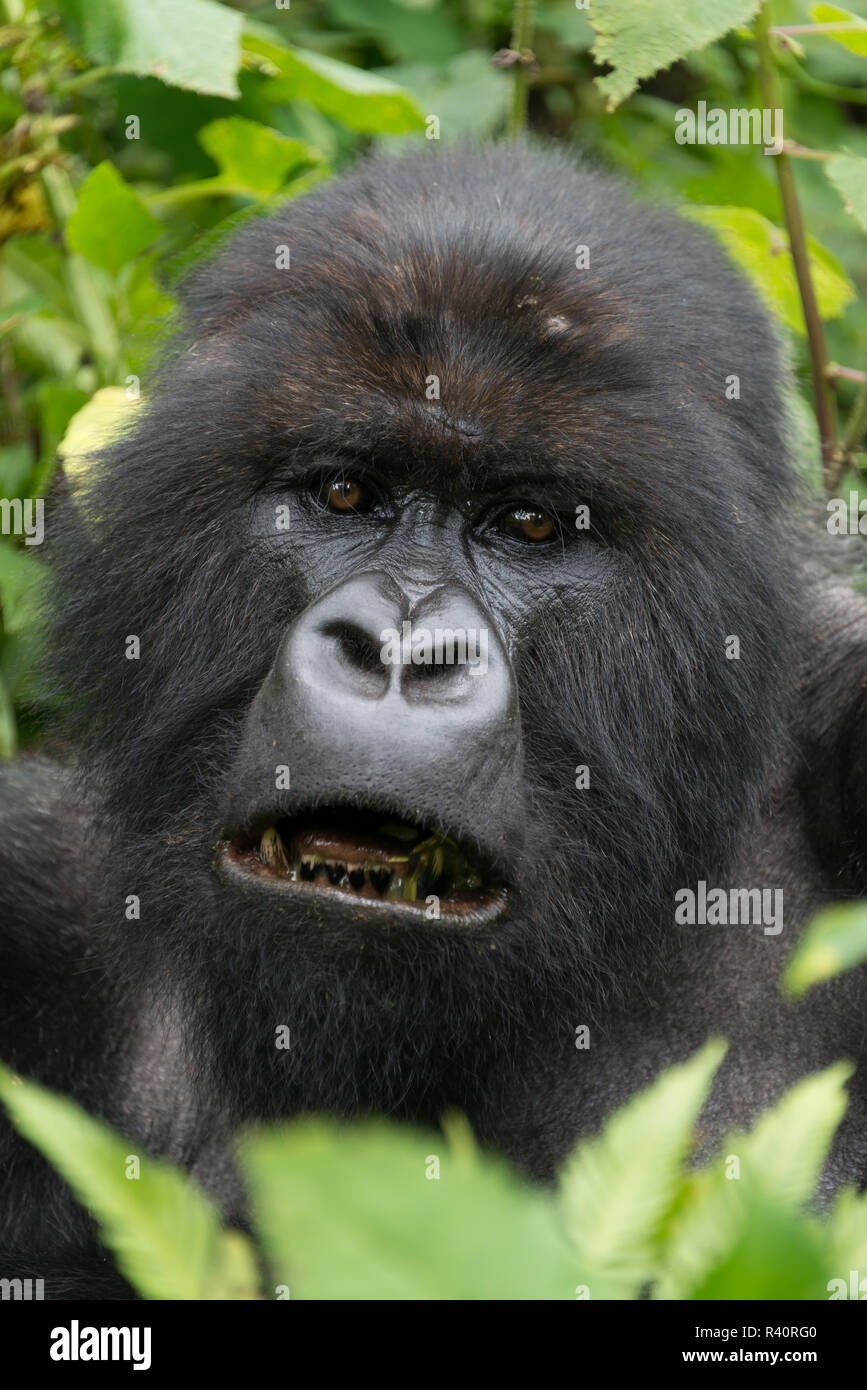 Silverback gorilla teeth hi-res stock photography and images - Alamy